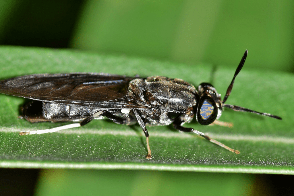 Black Soldier Fly Farming: How it works