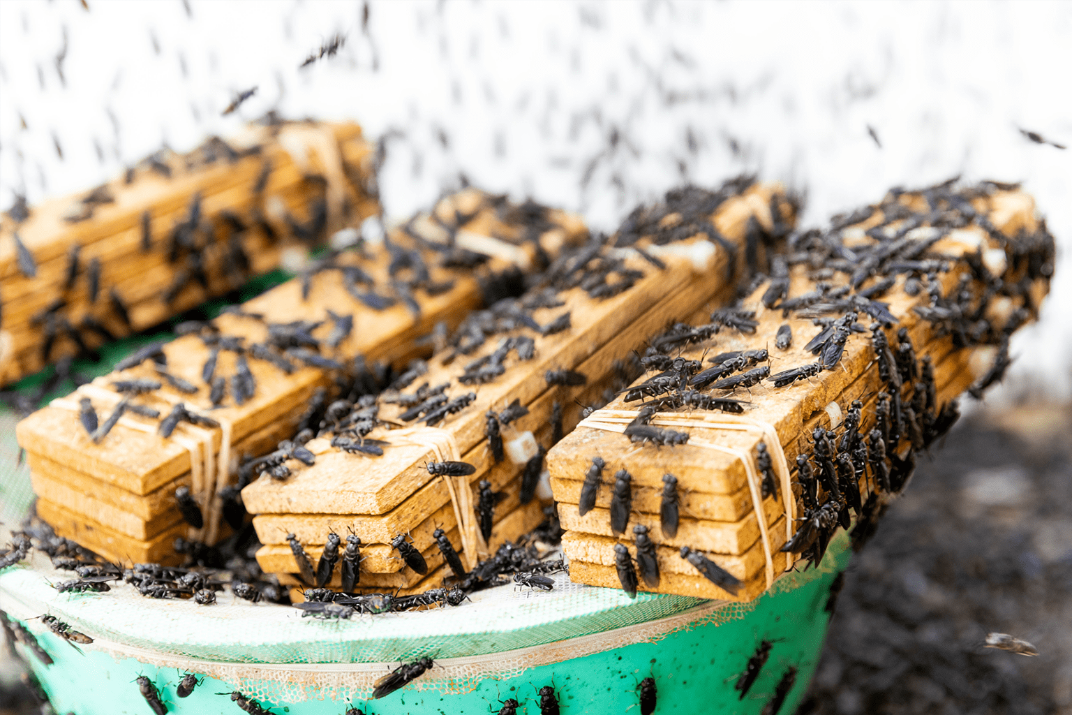 Insect Farming: A Sustainable Solution to Food Waste - Flybox