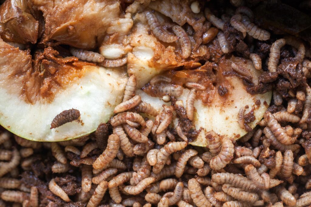 Rethinking Waste: Insect Waste Management - Flybox