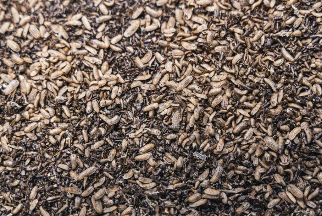 Rethinking Waste: Insect Waste Management - Flybox