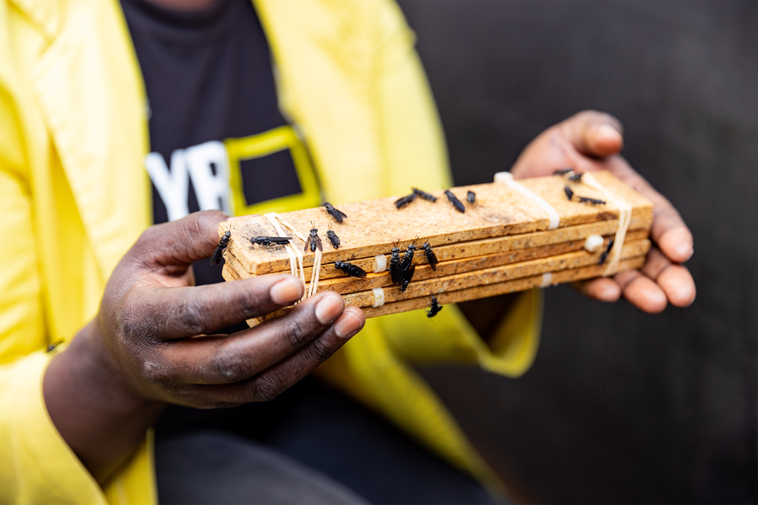 Insect Farming 101: How to Get Started and Succeed - Flybox