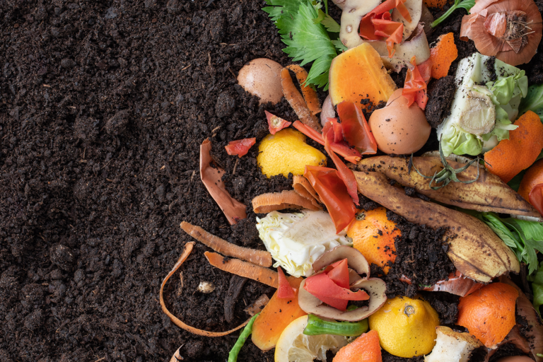 Insect Farming 101: How to Get Started and Succeed - Flybox