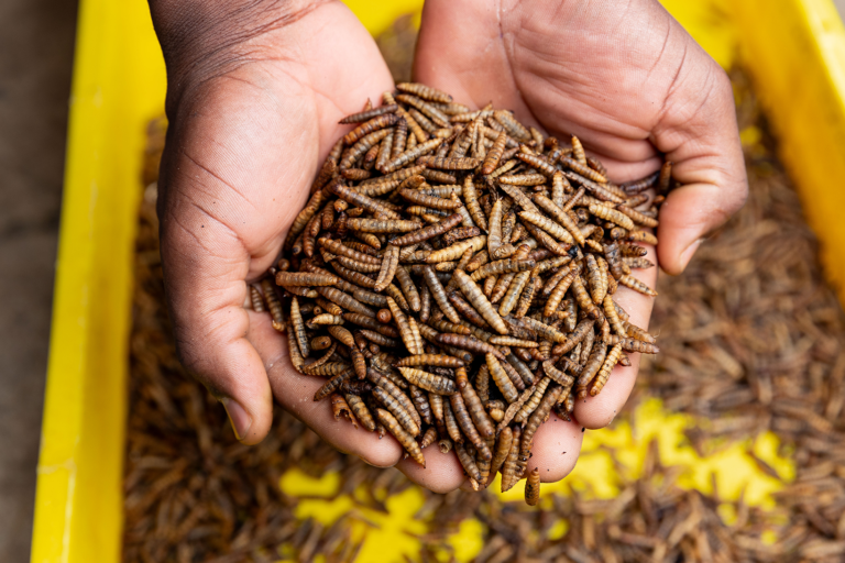 Insect Farming 101: How to Get Started and Succeed - Flybox