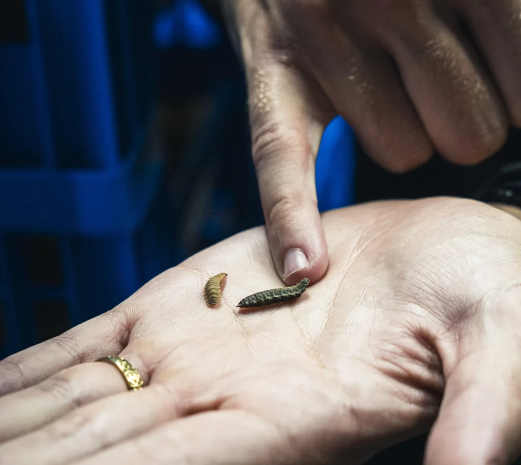 Flybox® | Insect Waste Management | Scalable Insect Farming Solutions