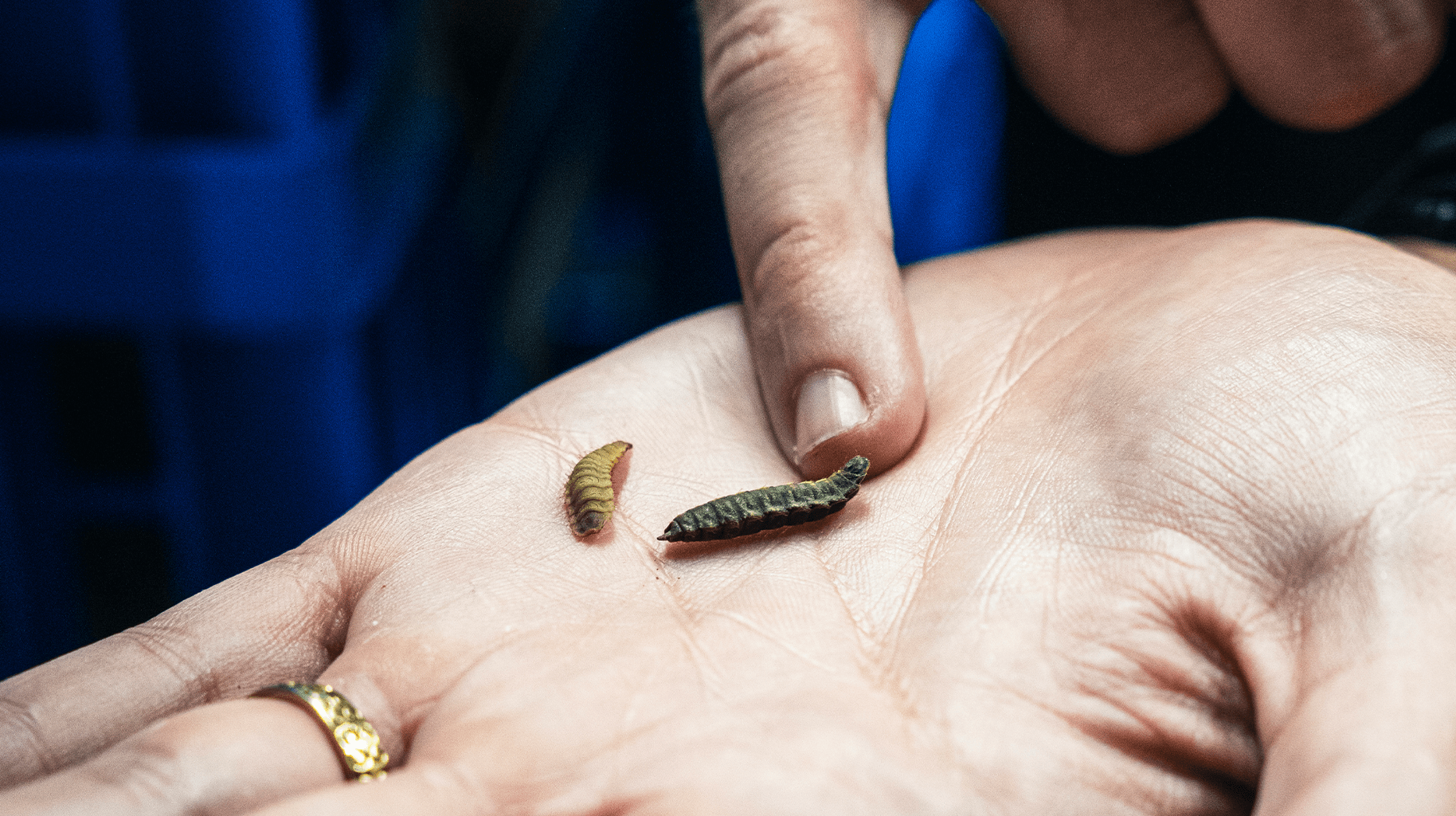 Insect Farming for the Future | The Impact of IWM